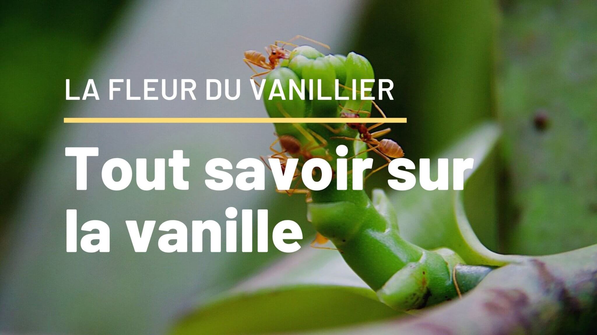 Le vanillier et sa fleur - Tout sur la vanille - Wayapi Agência